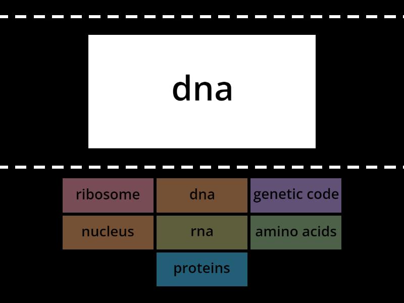 Lesson 3, DNA, vocab - Find the match