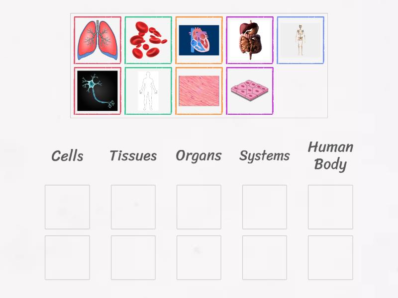 Body Organization Sorting - Group sort
