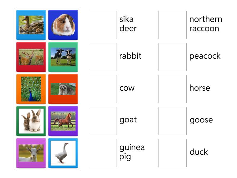 farm animal - Match up