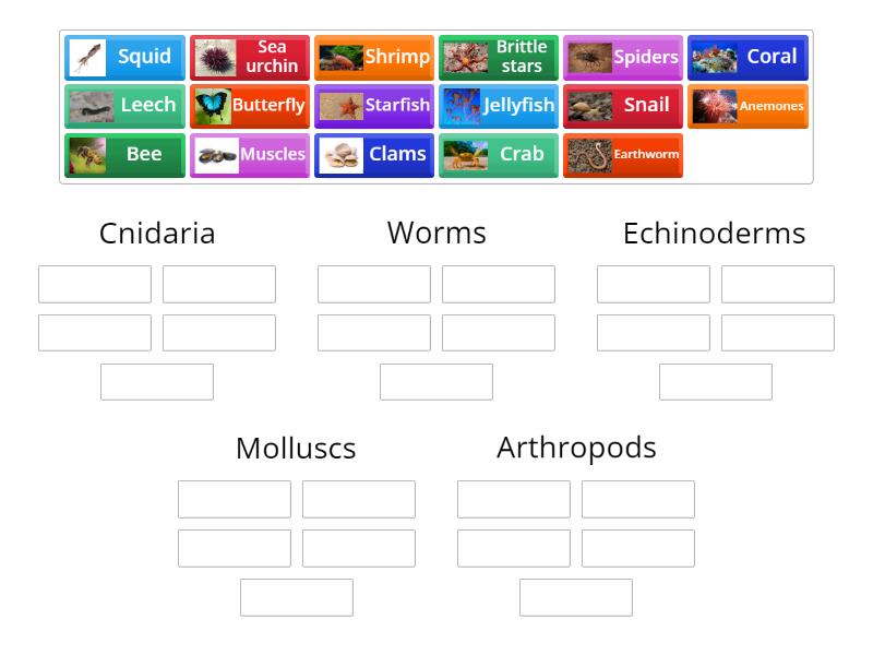 Invertebrate Classification Game - Ordenar por grupo