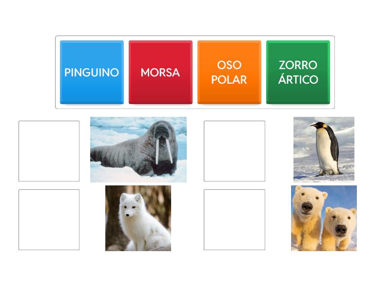 ANIMALES DEL POLO NORTE - Match up
