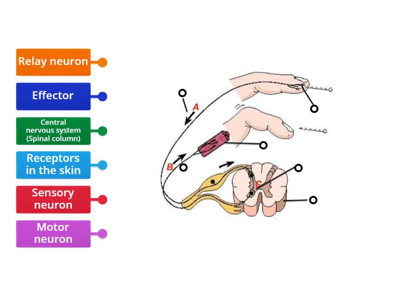 Reflex Arc - Labelled diagram