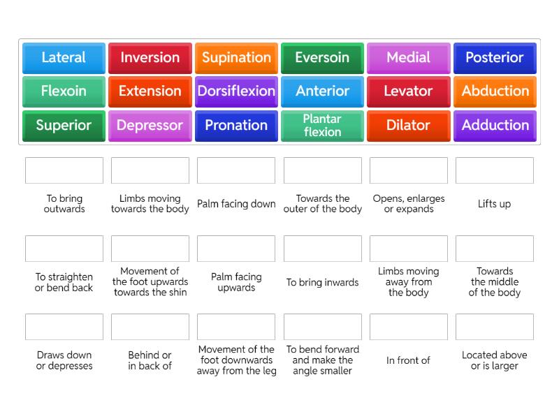 Anatomical Terms - Match up