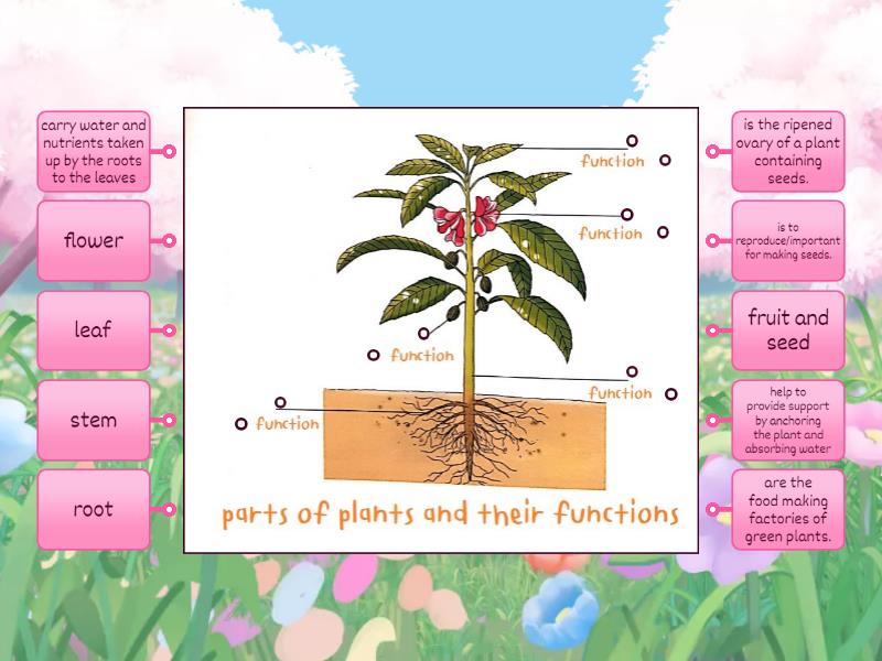 Science P.4 parts of plants and their functions - Labelled diagram