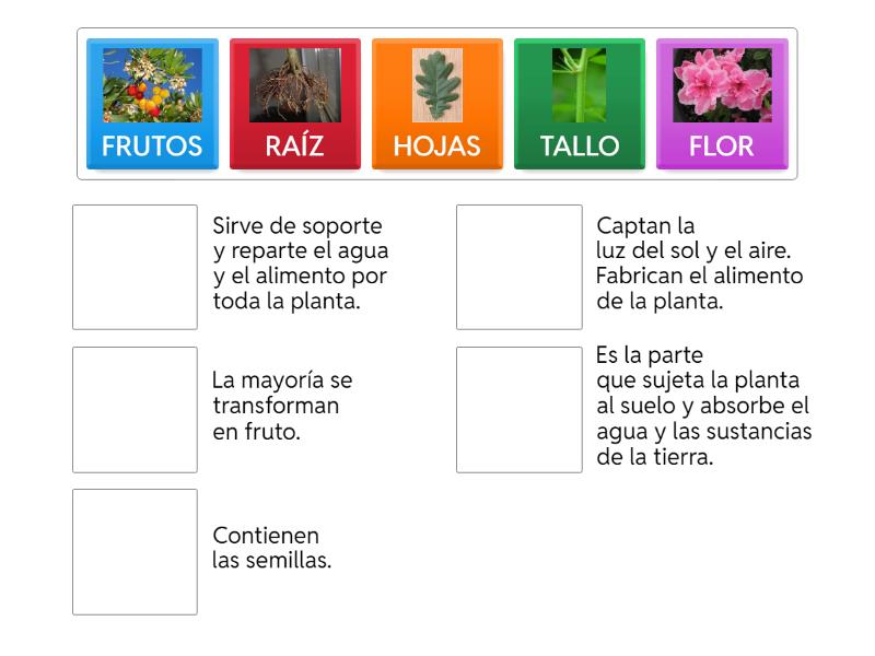 Funciones de las partes de las plantas. - Match up