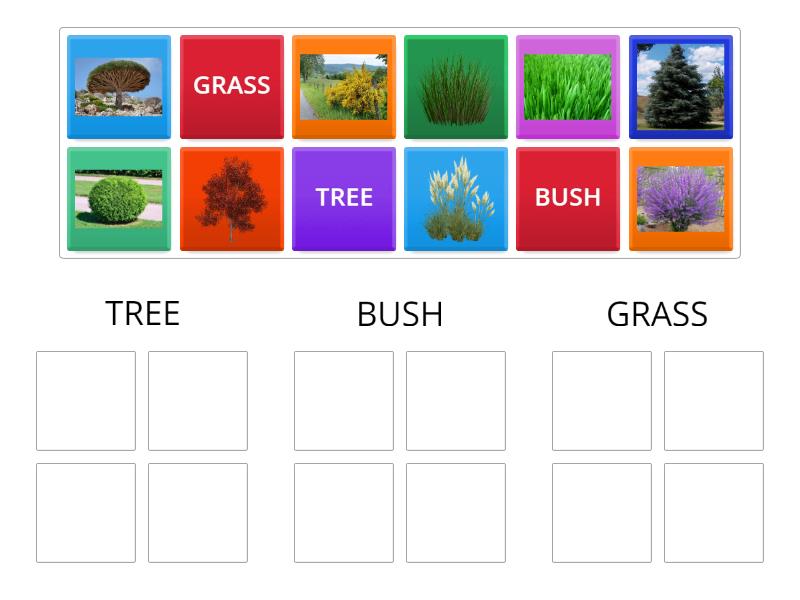 Types of plants - Group sort