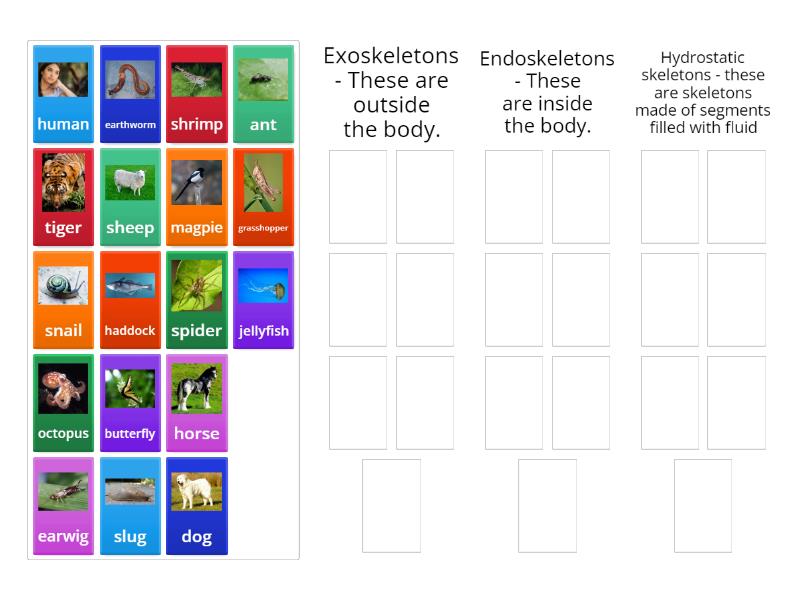 Exoskeleton, endoskeleton or hydrostatic skeleton? - Ordenar por grupo