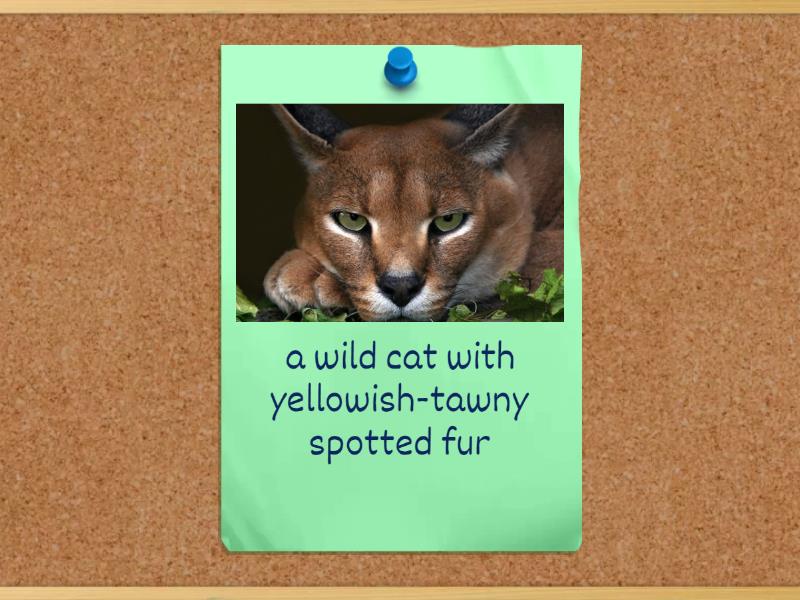 3 Cave Paintings - Flash cards