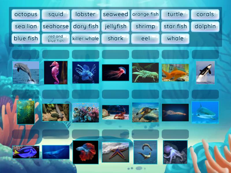 sea animals - Match up