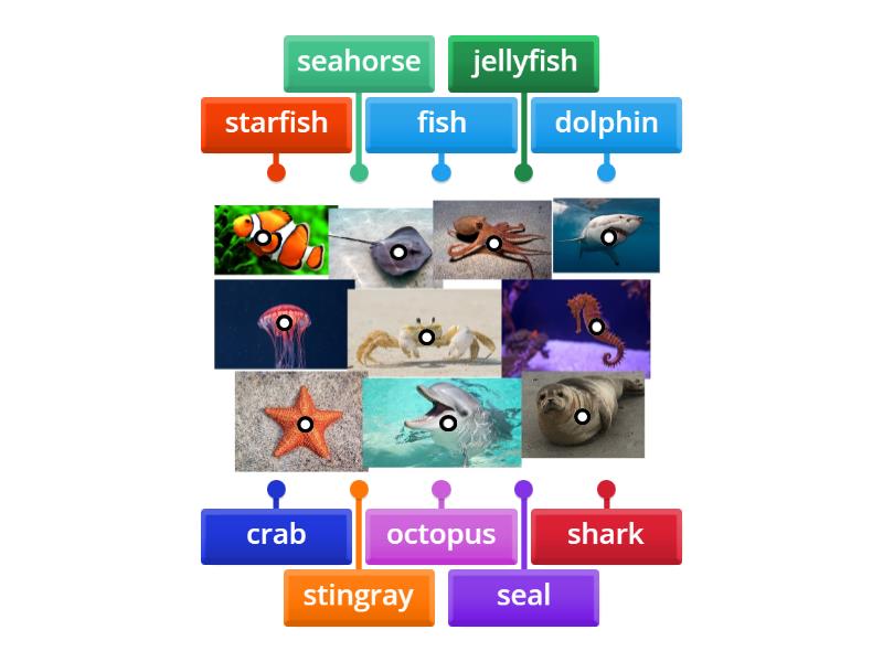 Sea animals - Labelled diagram