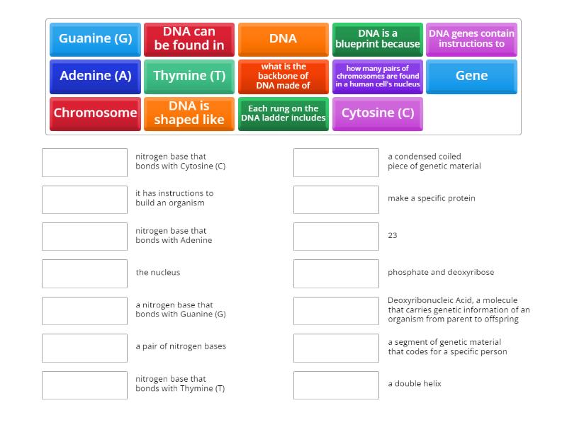 DNA Quiz Wordwall - Match up