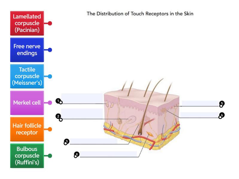 The Distribution of Touch Receptors in the Skin - Labelled diagram