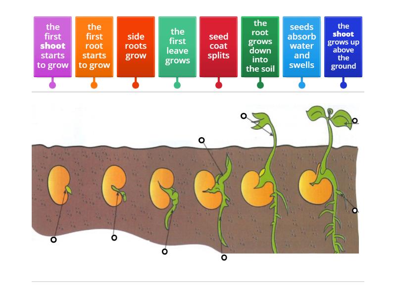 seed germination - Labelled diagram
