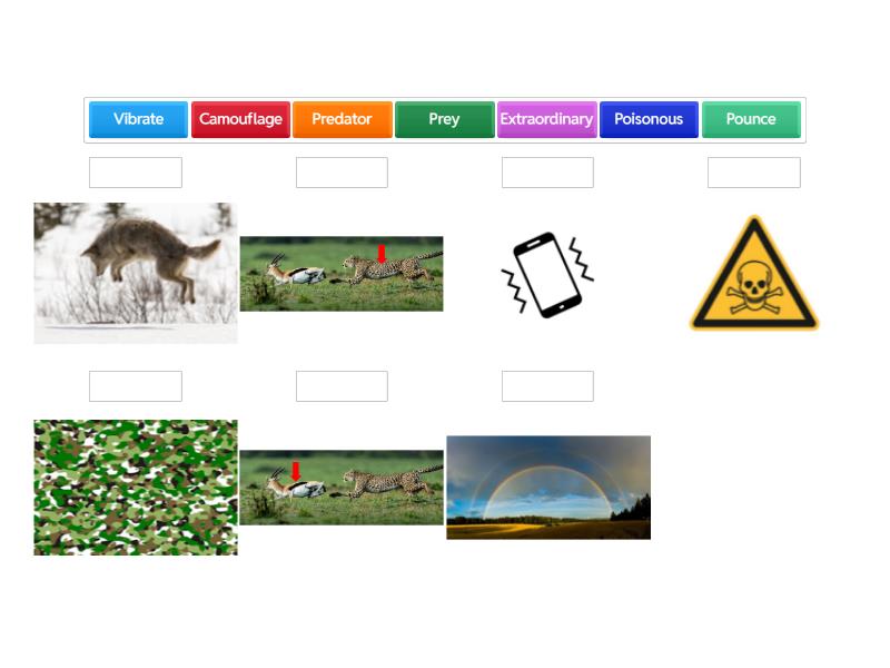 Animal Adaptations - Vocabulary - Match up