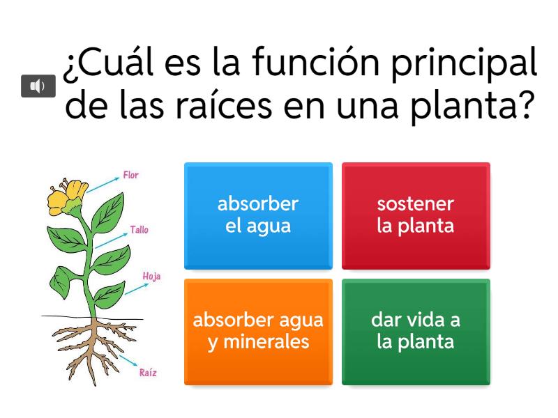 FUNCIONES DE LAS PLANTAS - Quiz