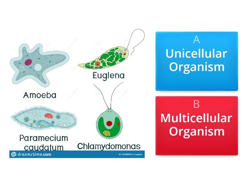 Unicellular vs. Multicellular Organisms - Quiz