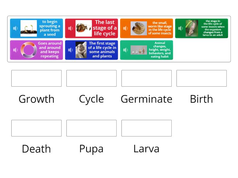 Life Cycle Vocabulary - Match up