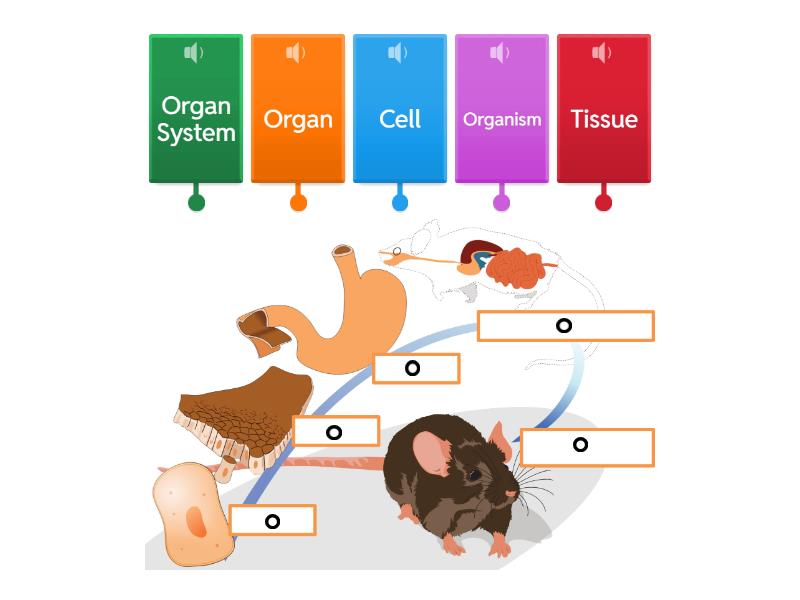Organism: Union of organ systems - Labelled diagram