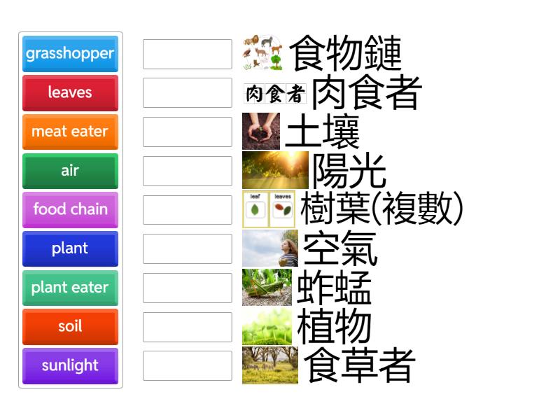 The Food Chain - Match up