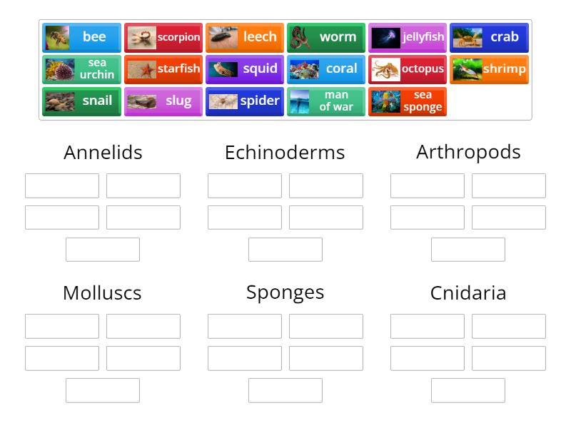 Sort the invertebrates - Group sort