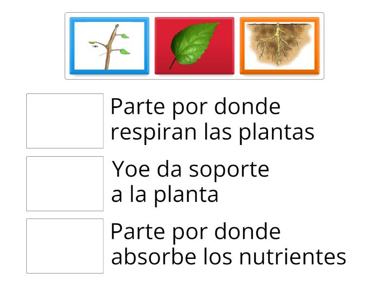 Partes de la planta y sus funciones - Une las parejas