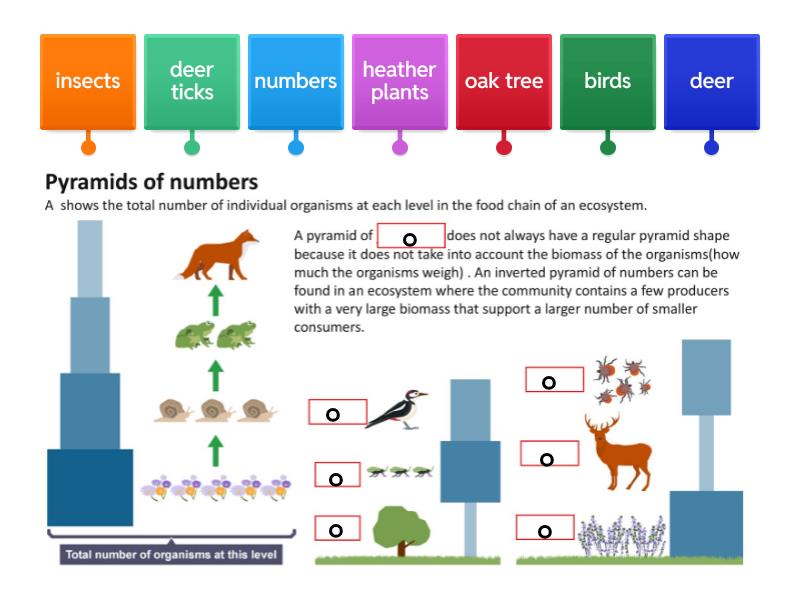 Pyramids of numbers - Labelled diagram