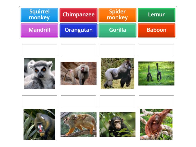 Types of Primates - Match up