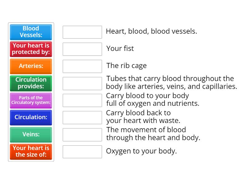 Circulatory System Review - Match up