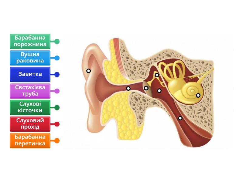 Будова вуха людини Labelled Diagram