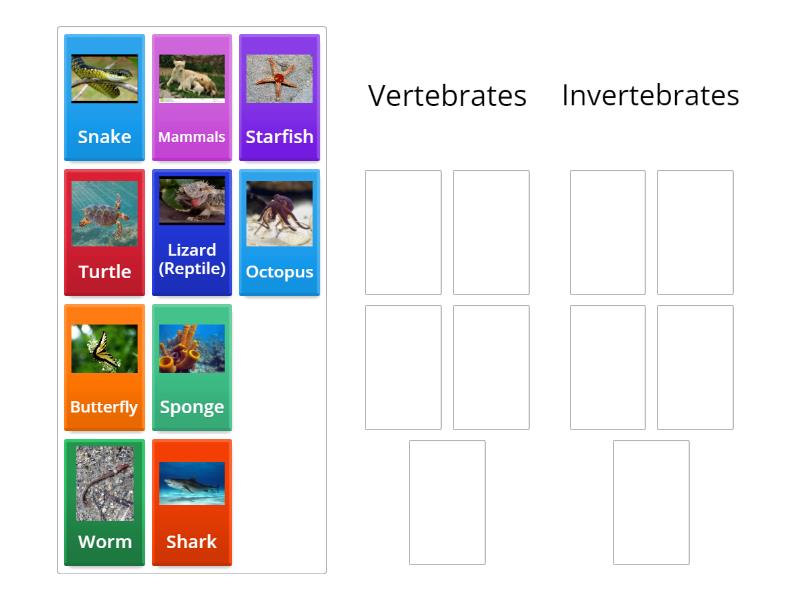 Vertebrates vs invertebrates - Group sort