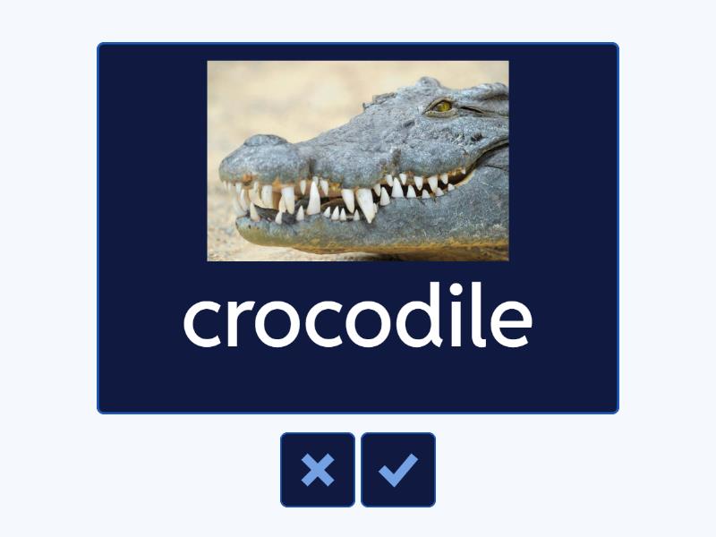 Words - U9 Animals Thematic - Look 2 [FC-D] - Flash cards