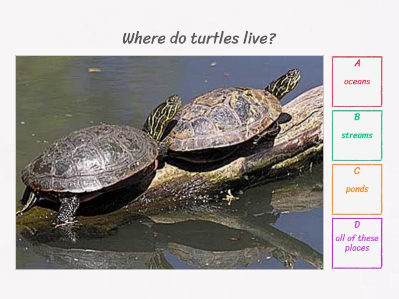 Turtles - Quiz