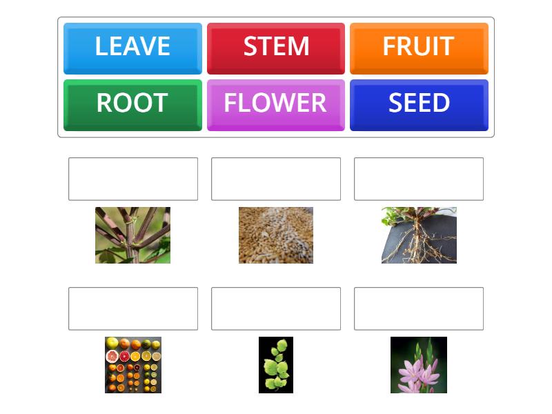 PARTS OF PLANT - Match up
