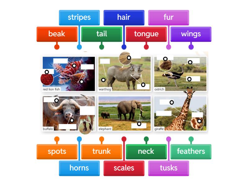 Project Explore Unit 3A Wild animals - Diagrama con etiquetas