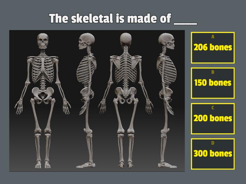 SKELETAL AND MUSCULAR SYSTEM - Quiz