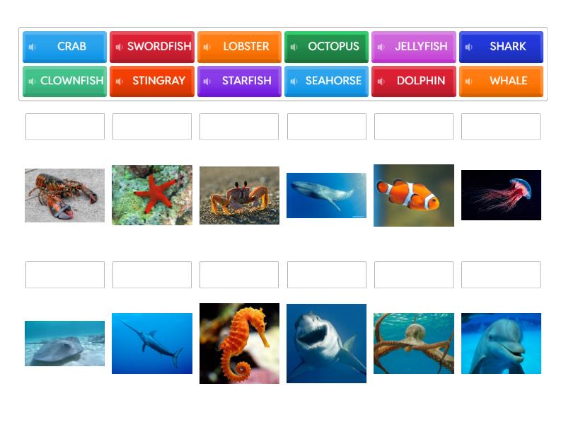 SEA ANIMALS - VOCABULARY - Match up