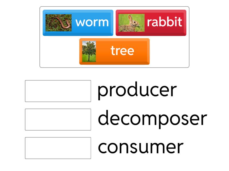 Food Chain - Match up