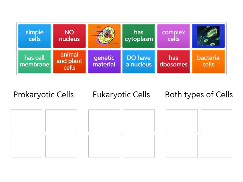 Prokaryotes vs Eukaryotes (Cells) - Group sort
