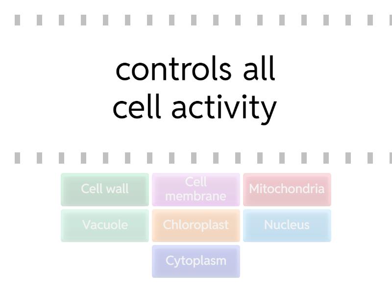 Cell Organelle Matching Game - Find the match