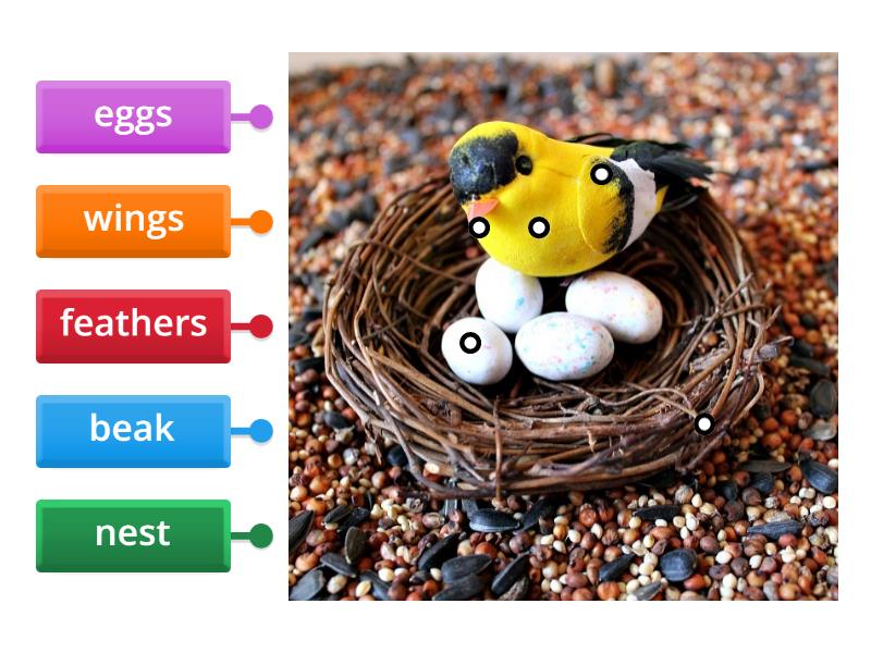 Birds: label the picture - Labelled diagram