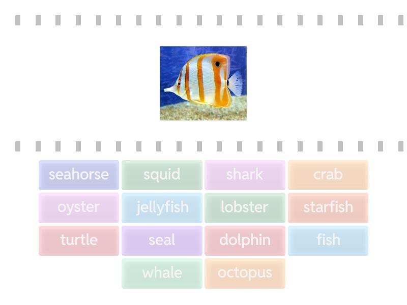 Sea Creatures - Find the match
