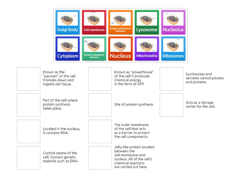 cell membrane - Match up