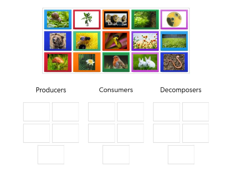 Producers, Consumers, and Decomposers - Group sort
