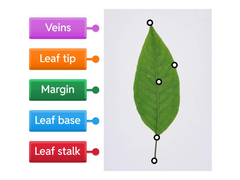 Parts of a leaf - Labelled diagram