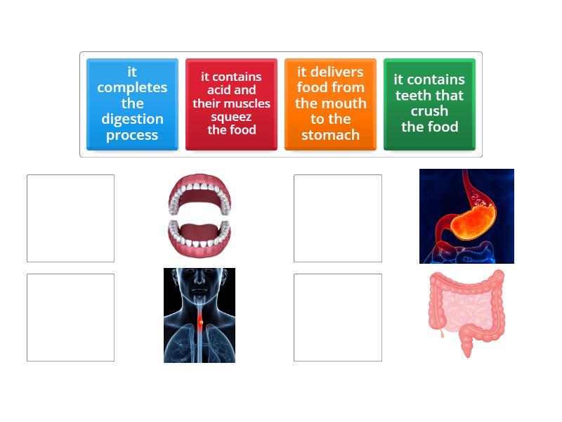 digestive system grade 3 - Match up