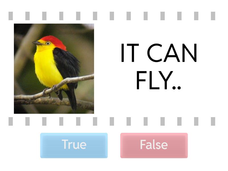 What can animals do?... - True or false