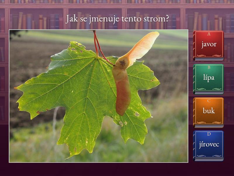 Stromy - kvíz - Quiz