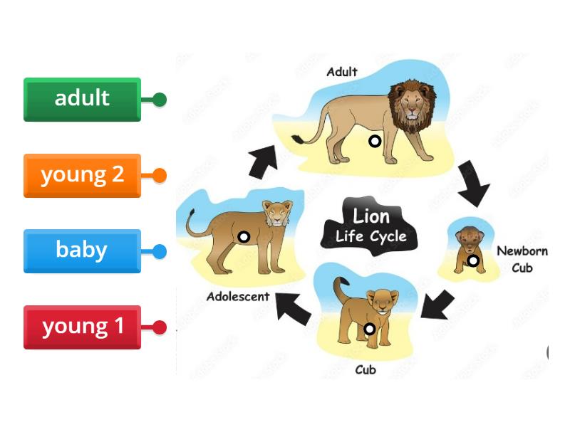 lion life cycle - Labelled diagram