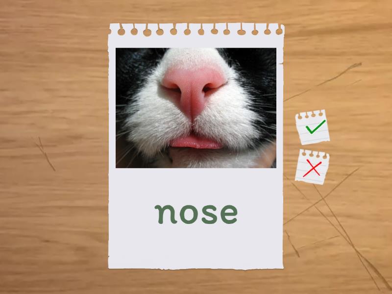 Parts of Body (Animal) - Flash cards