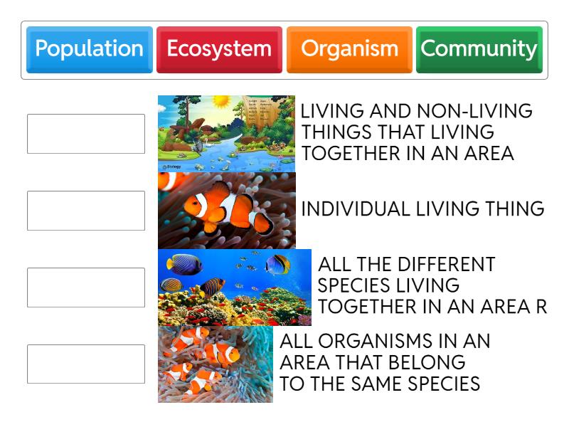 LEVELS OF ORGANIZATION ECOSYSTEM - Match up